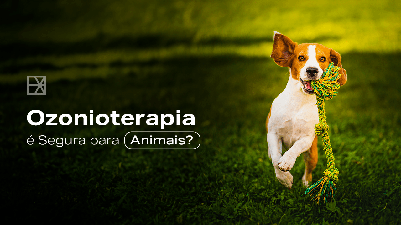 Ozonioterapia em Animais: Descubra os Benefícios para a Saúde dos Pets ...